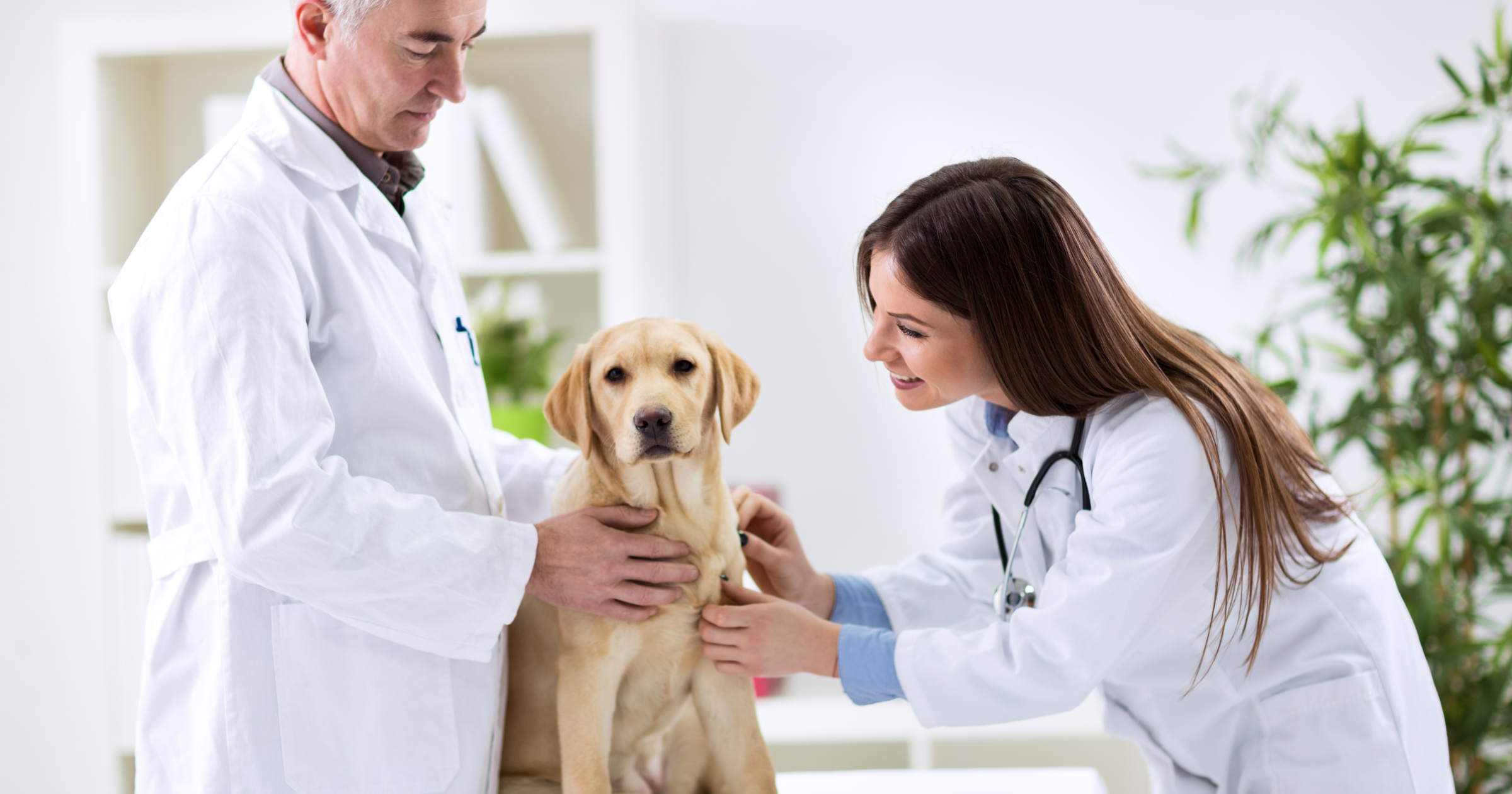 Valley Veterinary Care | Birdeye