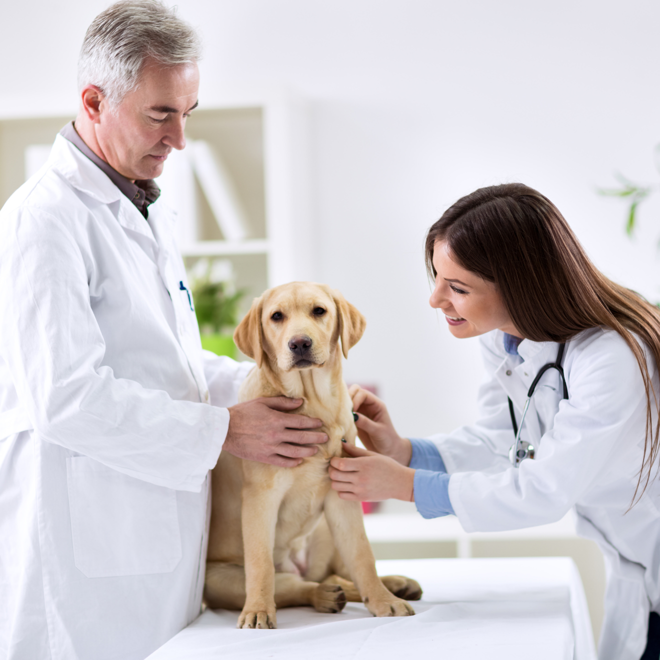 Valley Veterinary Care | Birdeye